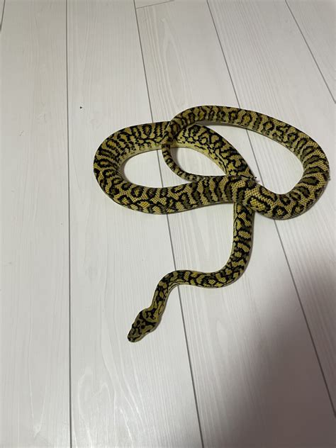 「可愛い蛇」福岡県 爬虫類・他の里親募集454783 ペットのおうち【里親決定25万頭！】