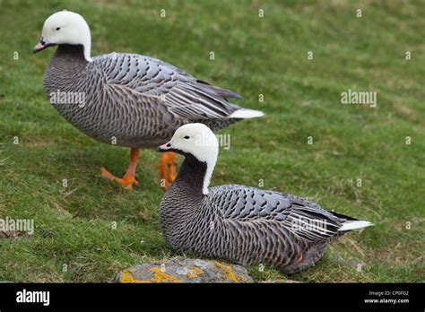 Emperor Geese Anser Canagicus Pair Gander And Goose Male And