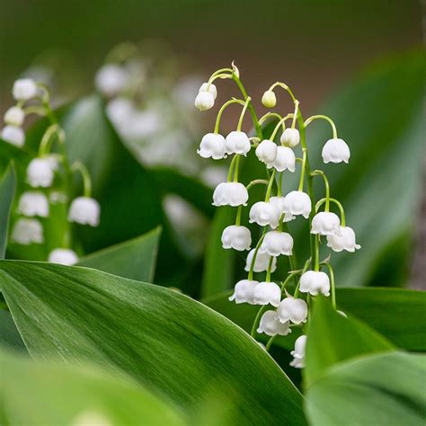 Lily Of The Valley Flower Wallpaper