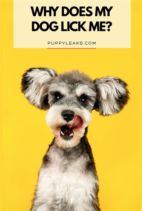 Why Does My Dog Lick Me Puppy Leaks