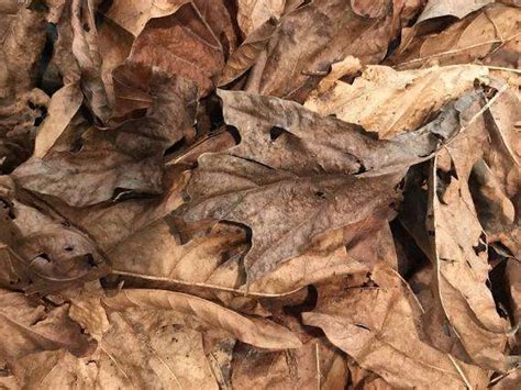 Bioactive Live Maple Leaf Litter 1 Gallon Usmantis