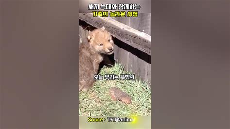 새끼 늑대와 함께하는 가족의 놀라운 여정 Youtube