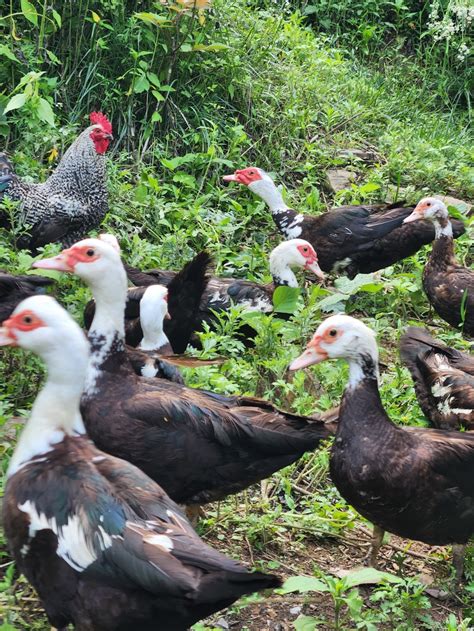 행복한 기러기학습농장♥ 기러기학습농장