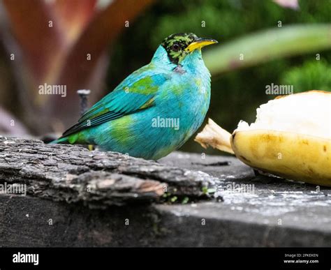 Green Honeycreeper Chlorophanes Spiza At Las Cruces Biological