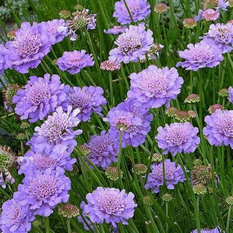Scabiosa Butterfly Blue Plant Pin Cushion Plant Naturally Grown Etsy