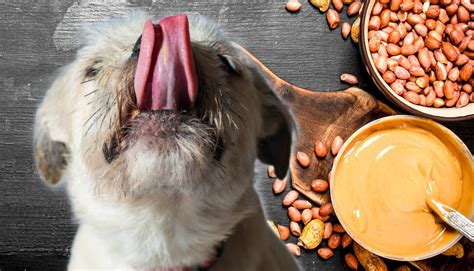 The Ultimate Guide To Peanut Butter For Dogs Safety Benefits And Top