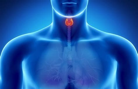 Systematic Review Uncovers New Links Between The Thyroid And The Heart