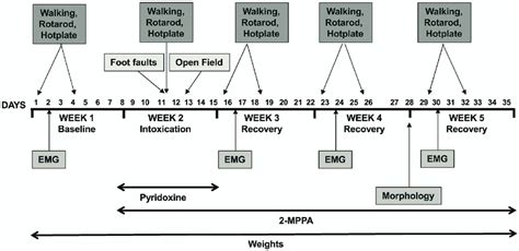 Timeline Of Experiment Doi 10 1371 Journal Pone 0102936 G001 Download Scientific Diagram
