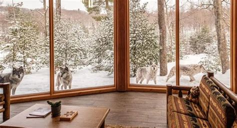 Parc Oméga The Canadian Lodge Where You Can Sleep With Wolves Cool Places To Visit Places To