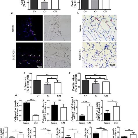 Assessment Of Msc‐cm Effect On Keratinocytes And Fibroblasts Download Scientific Diagram