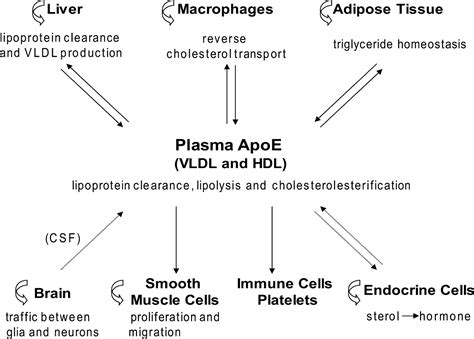 Apoprotein E As A Lipid Transport And Signaling Protein In The Blood Liver And Artery Wall