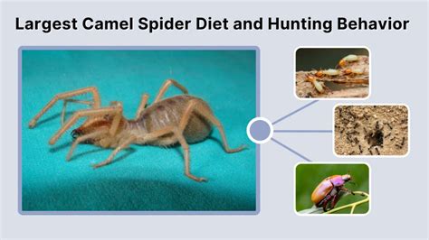 Largest Camel Spider Size Species Habitat And Amazing Facts