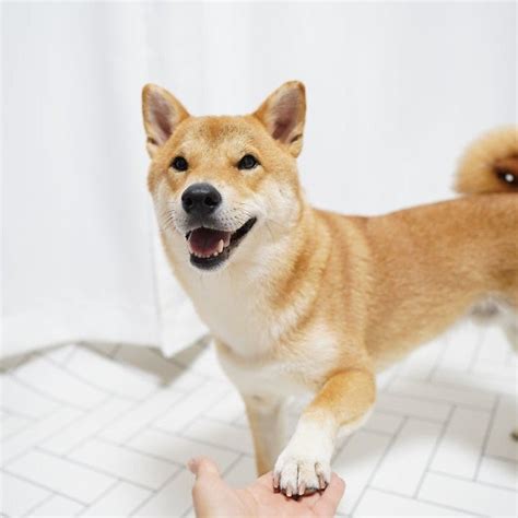 강아지 발바닥 발 습진 연고 치료 후기 병원 처방 네이버 블로그