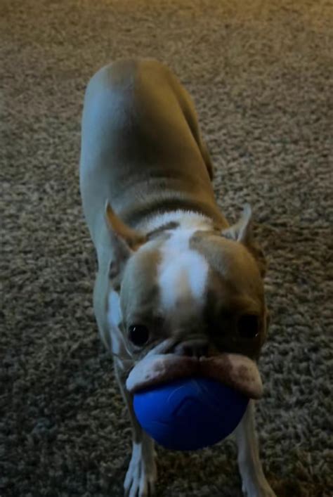 Little Guys Valorant