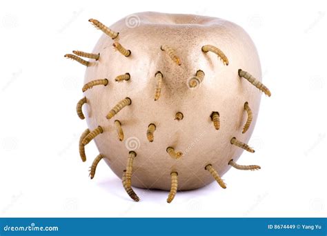 Apple Worm Stock Photos Free Royalty Free Stock Photos From Dreamstime