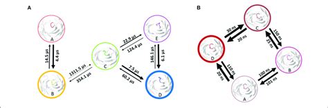 Markov State Transition Timescales For The Naïve A And The Matured Download Scientific