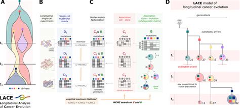 The Lace Framework A The Branching Evolution Of A Single Tumor Is