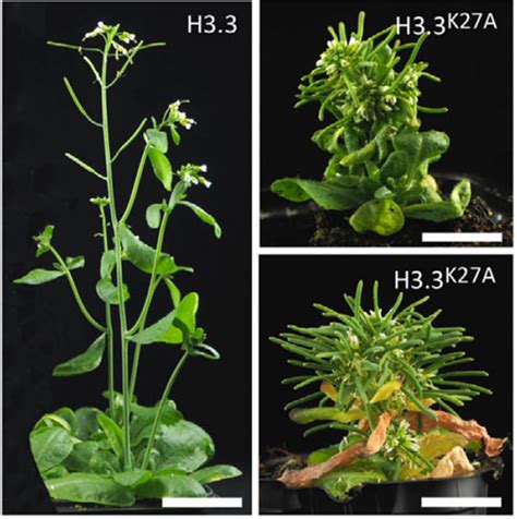 Single Residue Substitution In Histone H3 Leads To Over Lignification