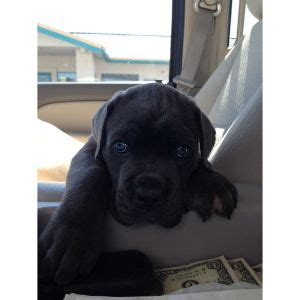 Cane Corso Adoption Top 13 Rescues In The Usa 2023