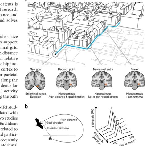 Pdf The Cognitive Map In Humans Spatial Navigation And Beyond