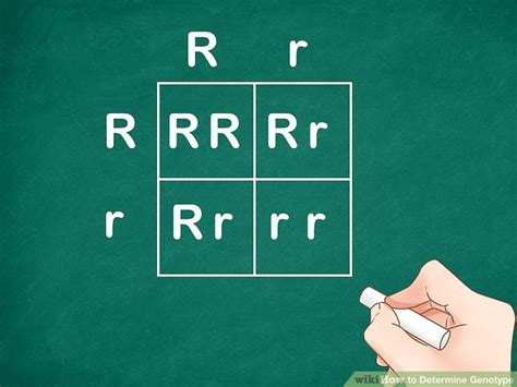 3 Ways To Determine Genotype Wikihow