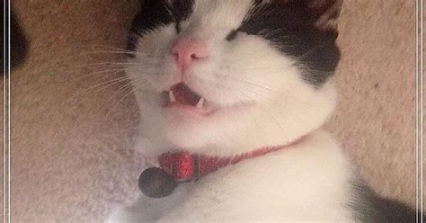 every time you scratch tess head r teefies