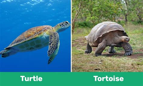 Study On Illicit Trade Of Tortoises And Turtles Legacy Ias Academy