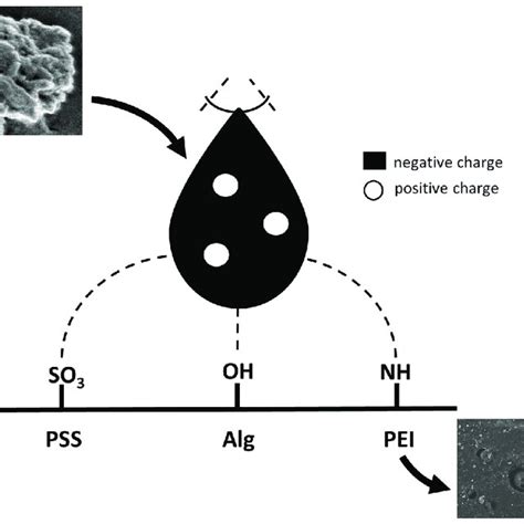 Model Of Electrostatic Interaction Of Exemplary Polyelectrolytes With A Download Scientific