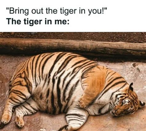 30 You Can Do It Memes For A Much Needed Push