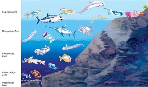 The Ocean Life Zones Sawan Books