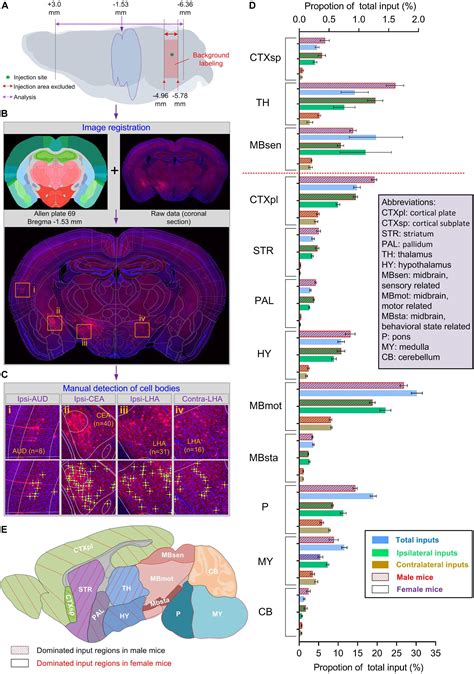 Frontiers Sex Related Differential Whole Brain Input Atlas Of Locus