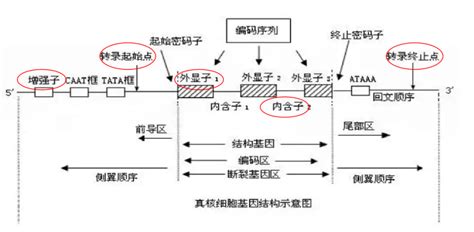 基因表达调控