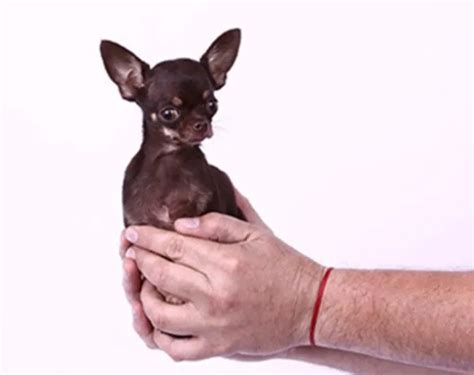 Pearl The Iphone Sized Chihuahua Is The Worlds Shortest Dog