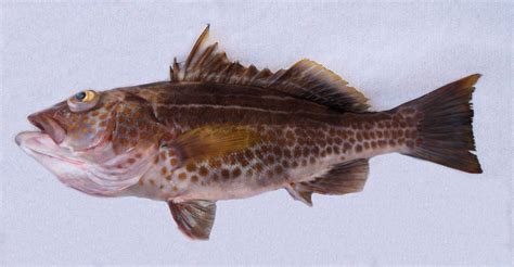 Goldspotted Sand Bass Mexico Fish Birds Crabs Marine Life