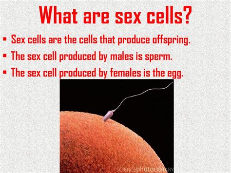 The Process Of Making Sex Cells Ppt Download