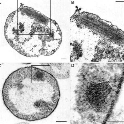 A D Sections Of Halobacterium Salinarum Cells Showing The Presence Of Download Scientific