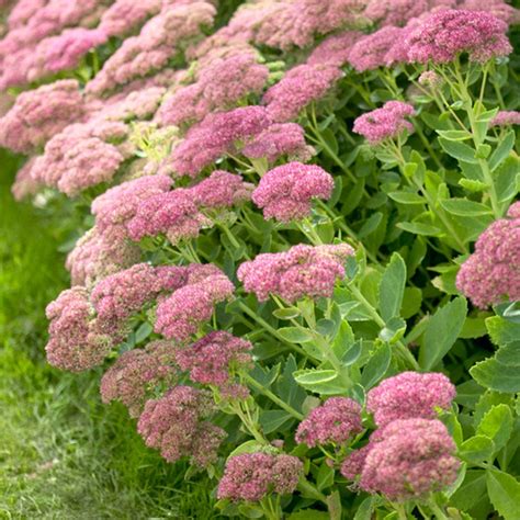 Sedum Autumn Joy Stonecrop American Meadows