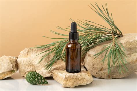 밝은 갈색 베이지 색 배경에 돌과 소나무 가지에 점적기가있는 어두운 유리 화장품 병 침엽수 림 추출물을 사용한 천연 유기농 스파