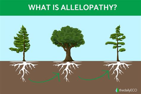 Allelopathy Definition Types Examples And Ecological Importance