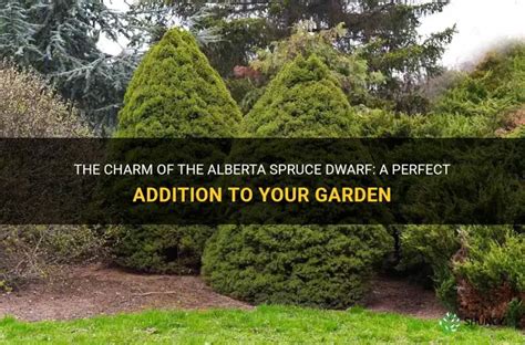 The Charm Of The Alberta Spruce Dwarf A Perfect Addition To Your