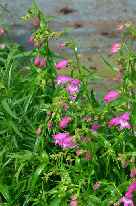 Penstemon X Mexicali Sunburst Ruby Vivai Nord