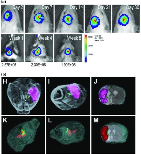 5 Mri And Firefly Luciferase Fluc Imaging Analysis Of The Neural Stem Download Scientific