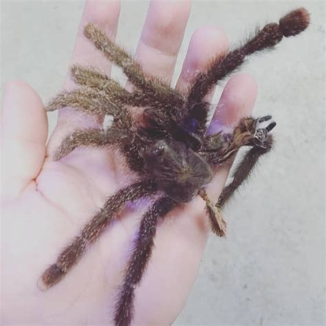 Bram Murphy — Our Pinktoetarantula Tarantula Molted Today You