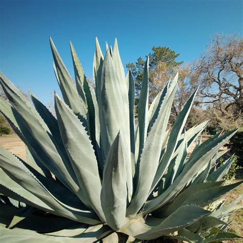 Agave Americana Agave Americana Picturethis