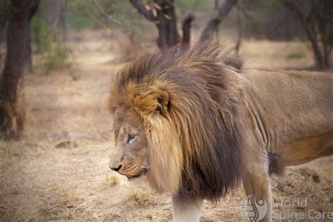Assertive Male Lion Tom Hyde Photography World Spine Care