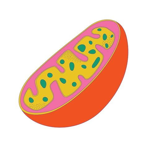 Premium Vector Cell Educative Model 2d Cartoon Object