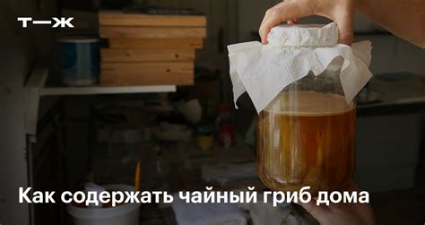 Чайный гриб: как вырастить, ухаживать и заваривать