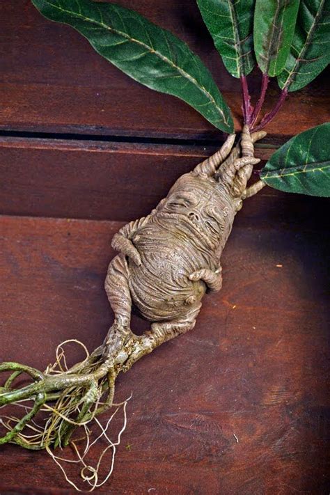 The Mandrake Root It Only Dreams Of Being Human Mandrake