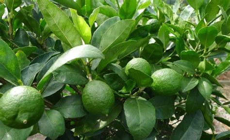 Manfaat Daun Jeruk Untuk Kesehatan Si Mungil Kaya Nutrisi