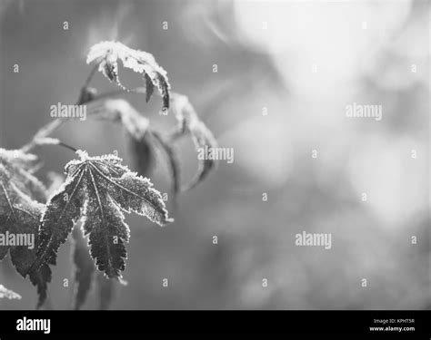 Usa Oregon View Of Frost Japanese Maple Leaf Close Up Large Format Sizes Available Stock